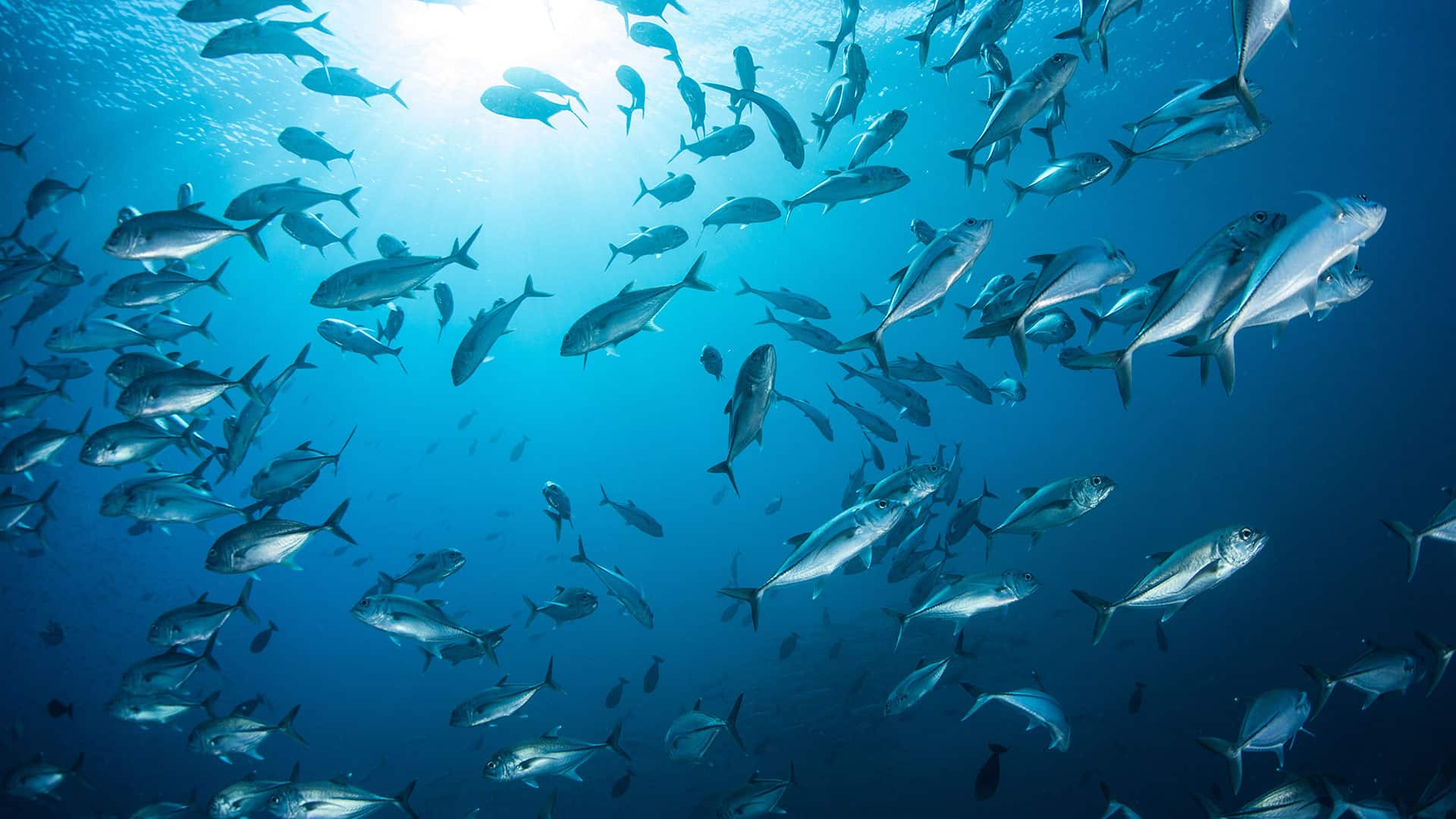 News - Saving Oceans