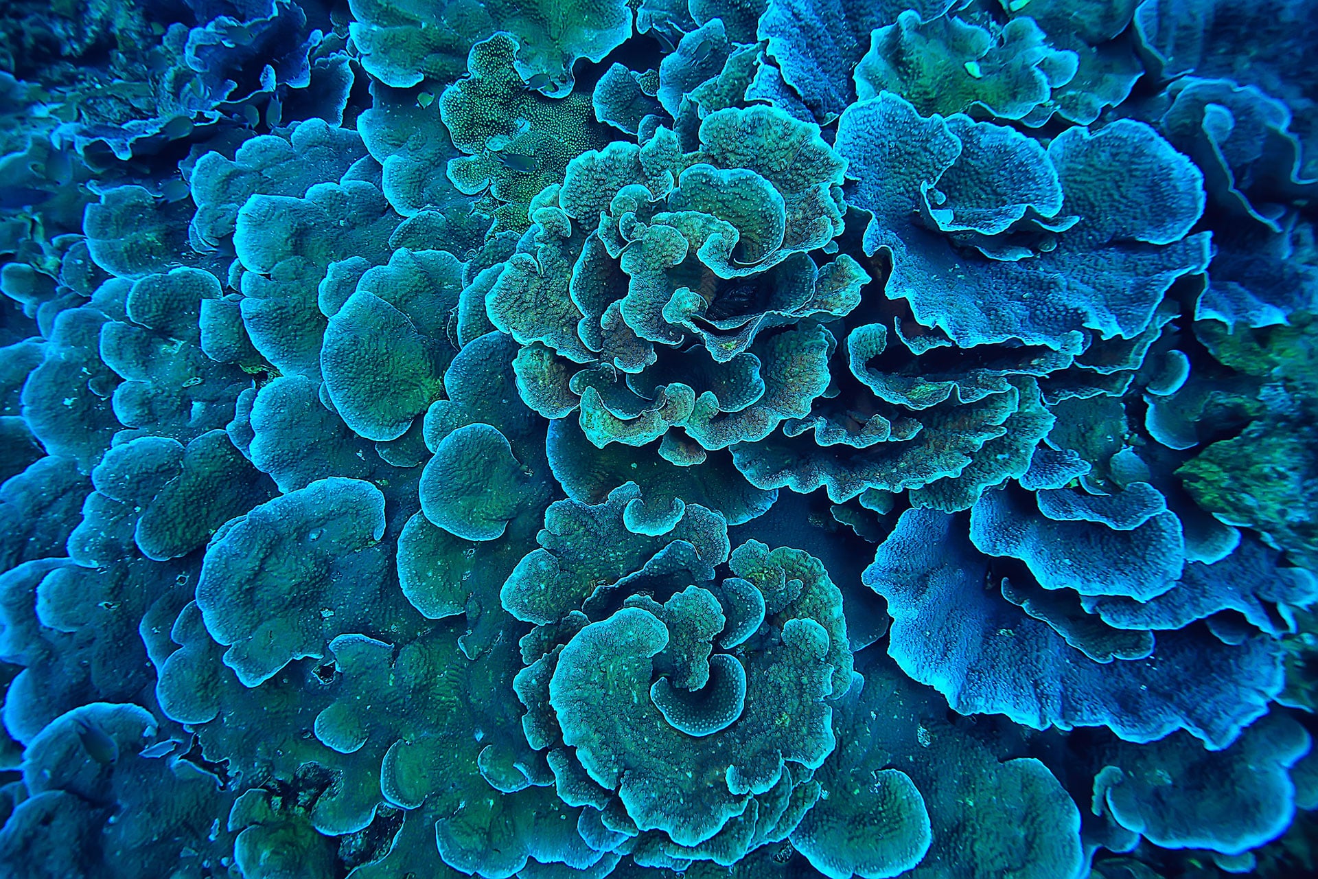 Protecting Our Oceans For Future Generations